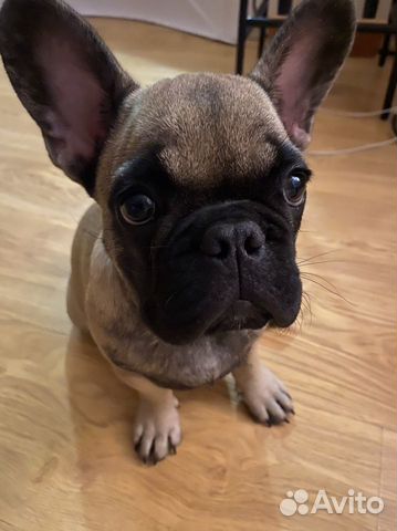 Собаки щенки