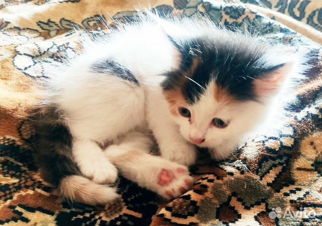Кошка