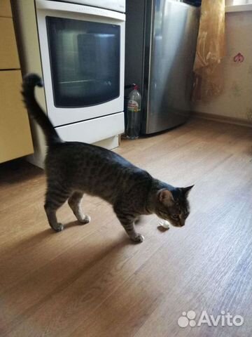 Подросший котенок в добрые руки