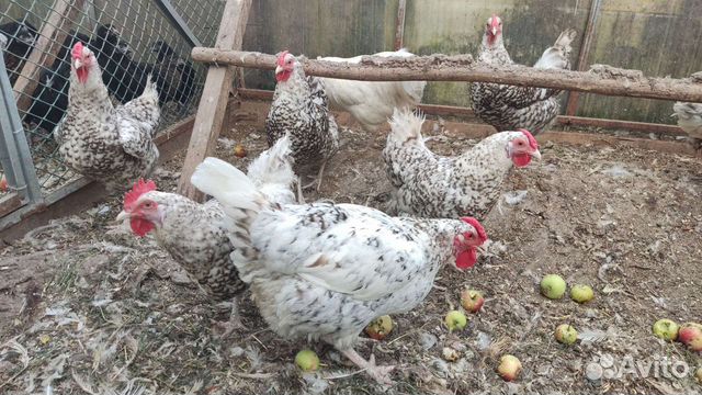 Инкубационное яйцо пушкинских кур