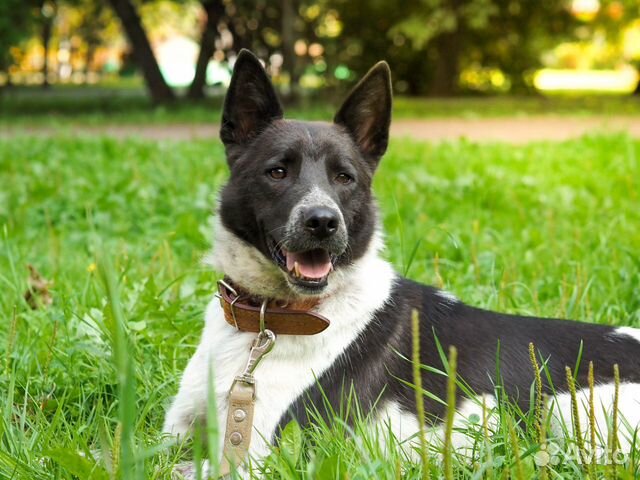 Красавчик Макс ищет дом