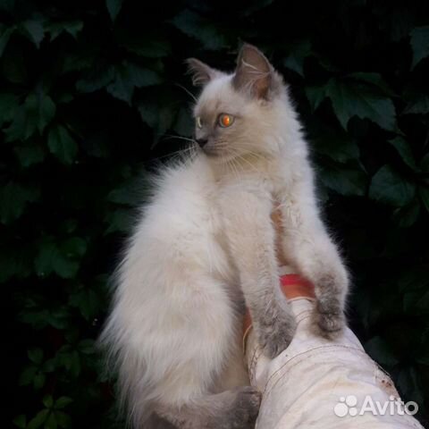 Котенок мальчик 2,5 месяца