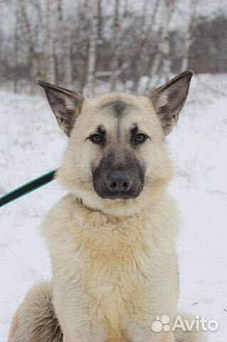 Молодой красавец Локи ищет семью