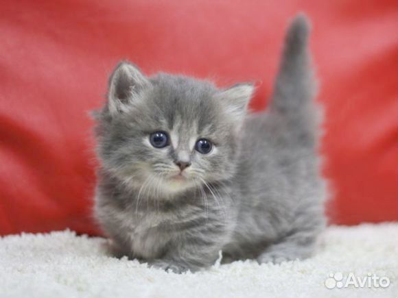 Котята Манчкин