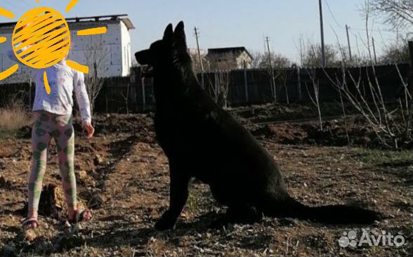 Вязка, кобель, немецкая овчарка черного окраса