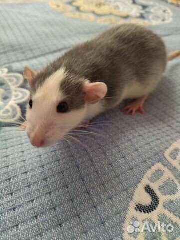 Крысята дамбо хаски, капюшоны и другие