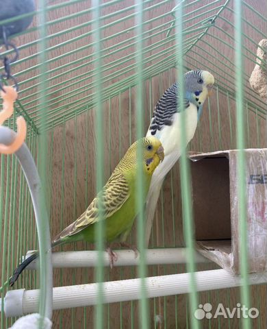 Попугаи в добрые руки