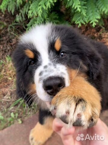 Конопушечный мальчик