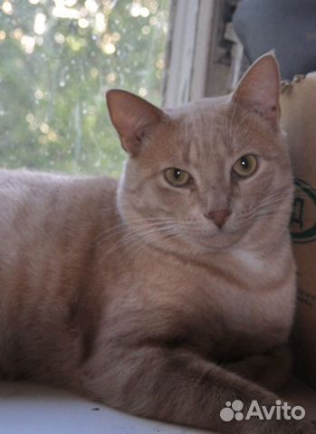 Персиковый котик Даня