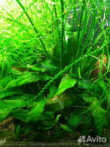 Аквариумные растения
