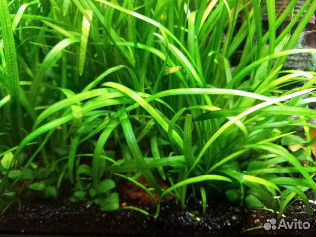 Растение живое Шиловидная Сагиттария(или субулата)