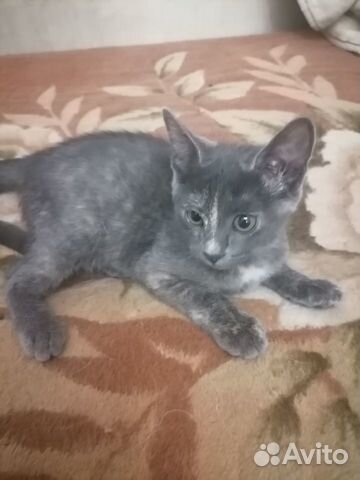Кошечка в добрые руки 2мес