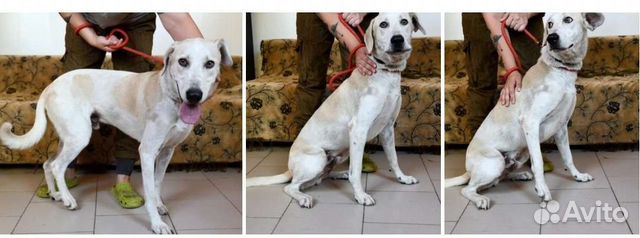 Собака мальчик ищет дом. Кирюша