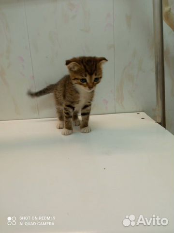 Котята девочки и мальчики