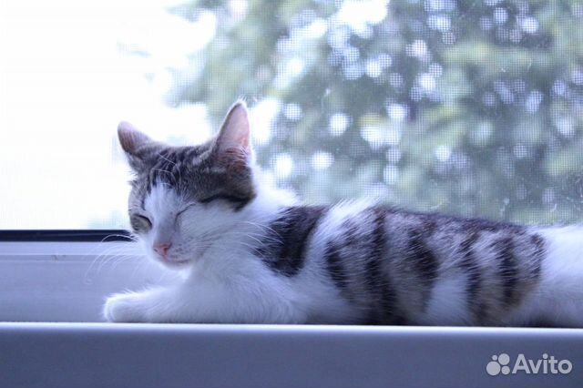 Маечка девочка нежность 2.5 мес