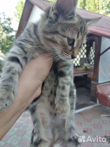 Кошка в дар