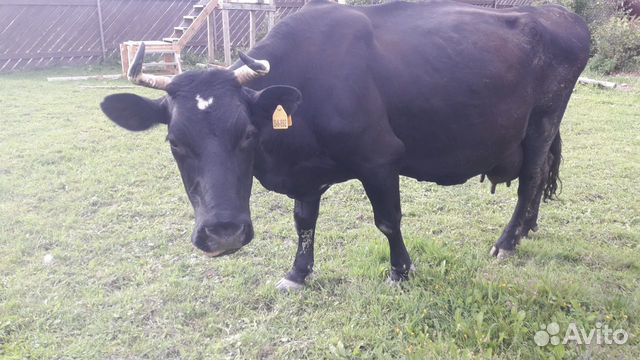Продам корову