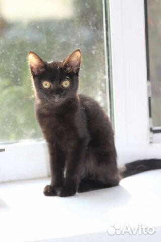 Клеопатра ищет дом