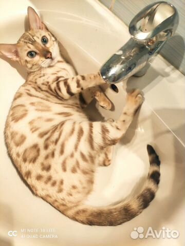 Снежная бенгальская