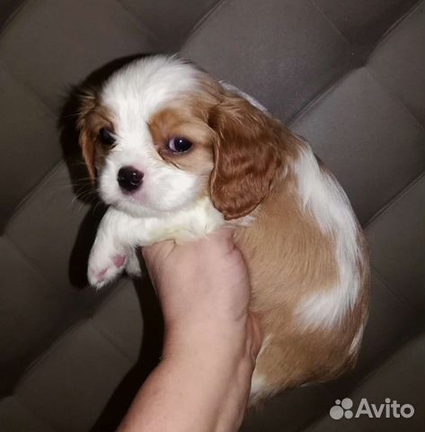 Девочка Кавалер Кинг Чарльз спаниель