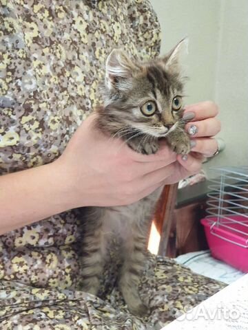 Котенок с бооольшими глазами