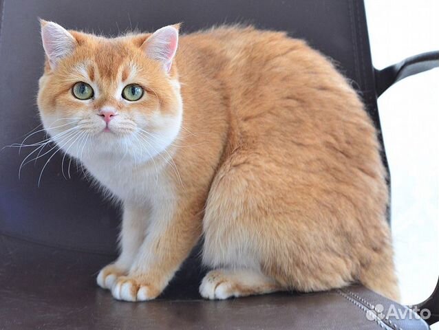 Британский кот золотая шиншилла