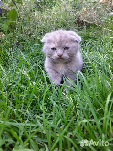 Шотландская