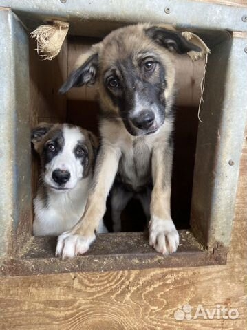 2 щенка, девочки, 5 месяцев в добрые руки