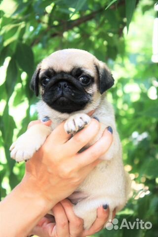 Мопсо-принцесса Аннабель из питомника