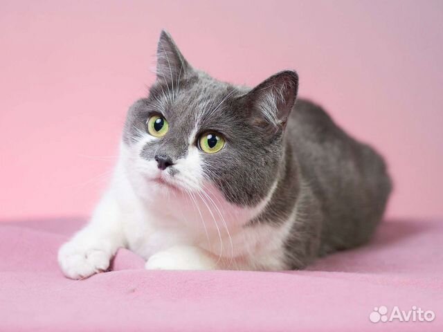 Кошке Алисе очень нужен дом