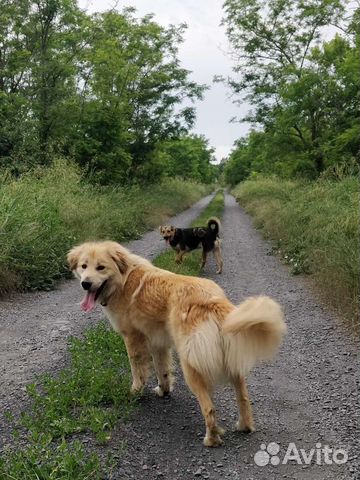 Две собаки друзьяшки ищут семью