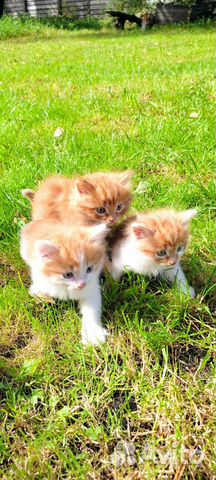 Котятки
