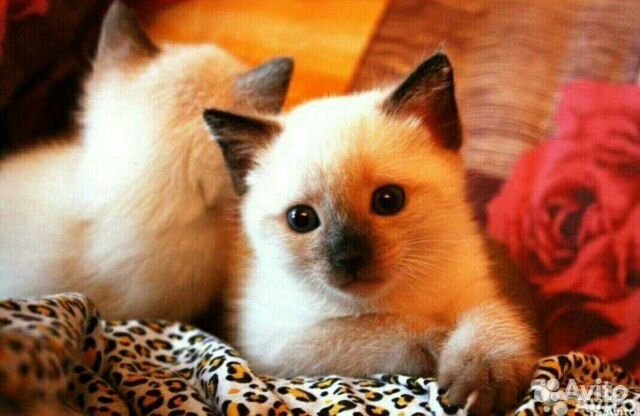 Меконгский бобтейл (тайские котята )