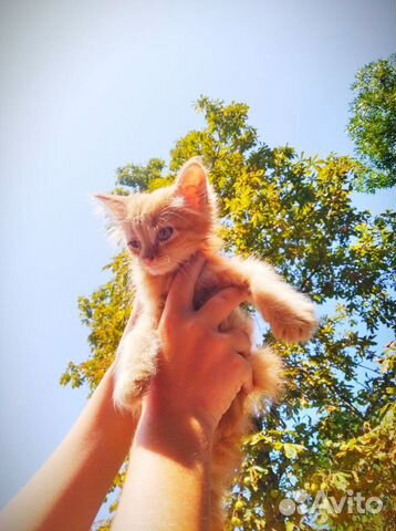 Девочка и Мальчик