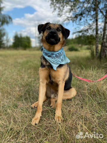 Добрый и верный хвостик ищет семью