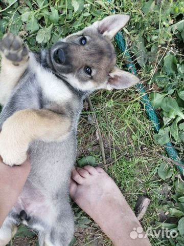 Западно сибирская лайка