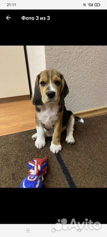 Бигль щенок