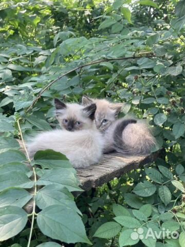 Котята