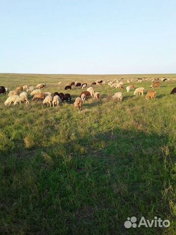 Баранчики и ярки