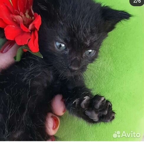 Кошка