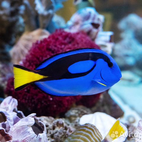 Морские рыбы - хирург голубой