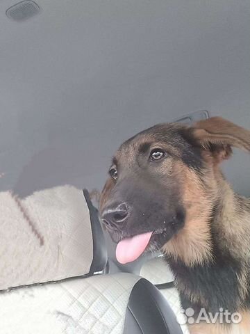 Щенки в дар