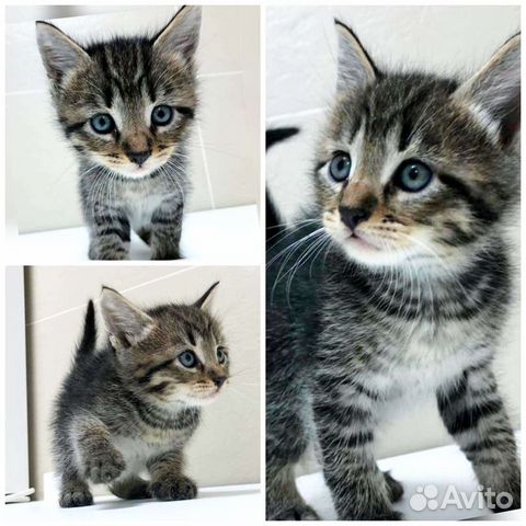 Котёнок, котята мальчик 1,5 мес голубоглазый в дар