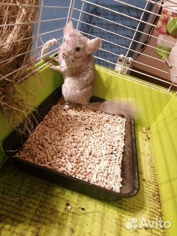 Шиншилла, девочка, 5 месяцев