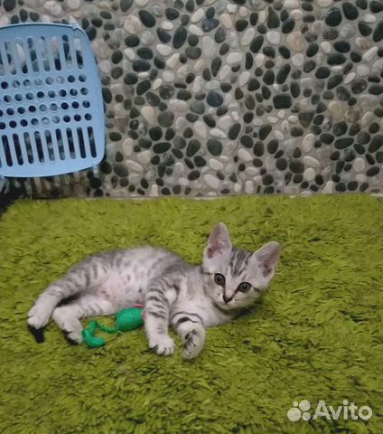 Котенок вискас