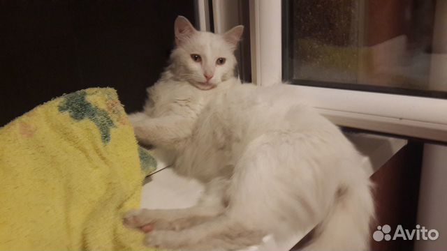 Кот