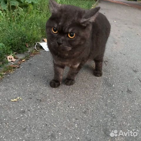 Чистокровная британка около 1,5 лет в дар