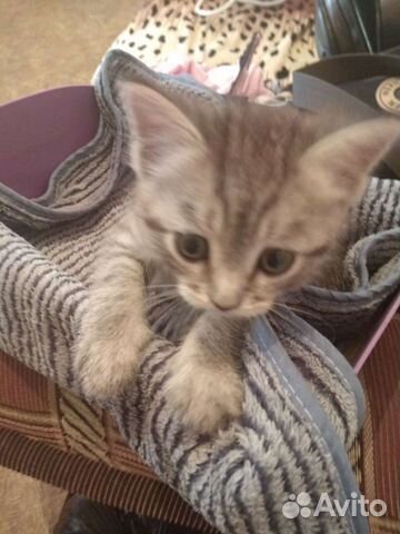 Котенок (Веслоухий шотландец)