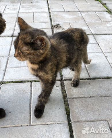 Кошки, около 3 месяцев