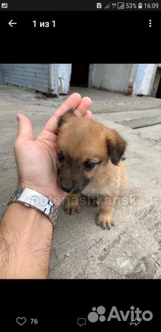 Собака
